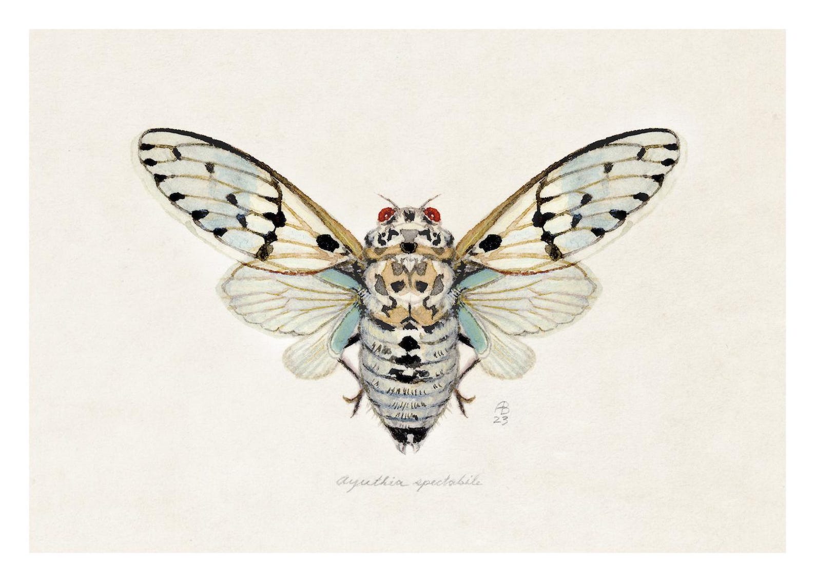 Ghost Cicada Entomology Illustrated Art Print - Etsy