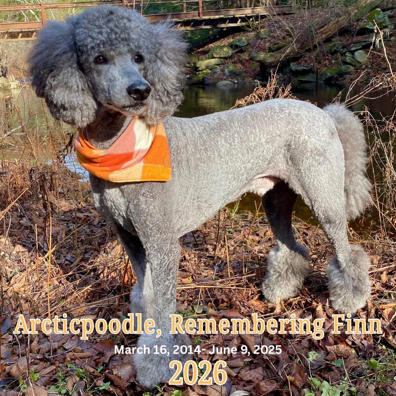Gifts for Standard Poodle Lovers - 60+ Gift Ideas for 2025