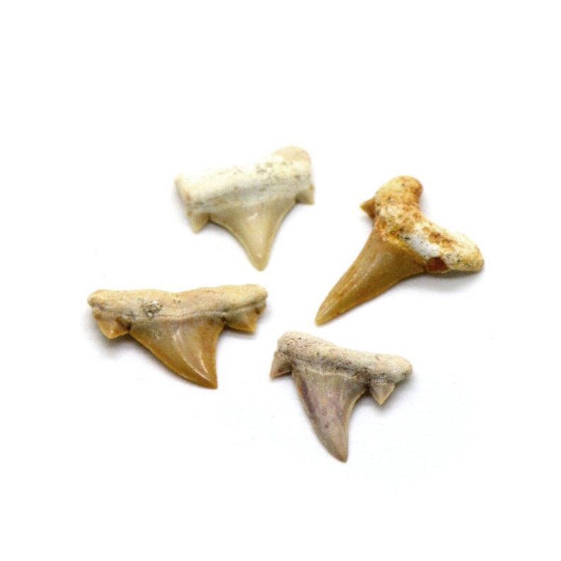 4 Large Real Shark Tooth Sharktooth Terrarium Supplies - Etsy