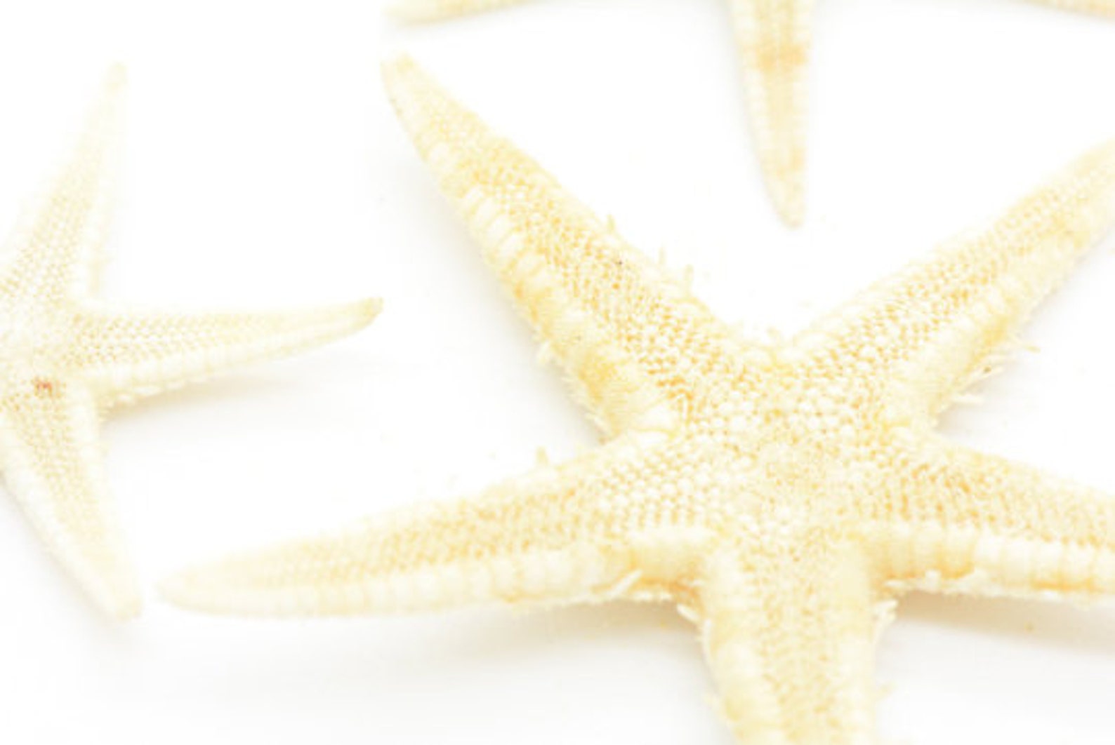 3 Pcs Real dried Starfish Small Star Fish Terrarium Supplies | Etsy