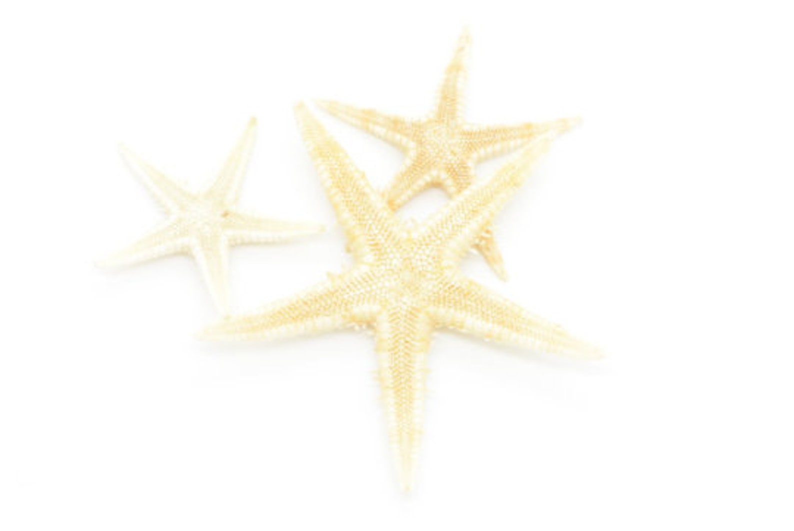 3 Pcs Real Dried Starfish Small Star Fish Terrarium Supplies Pendant ...