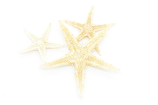 3 Pcs Real dried Starfish Small Star Fish Terrarium Supplies | Etsy