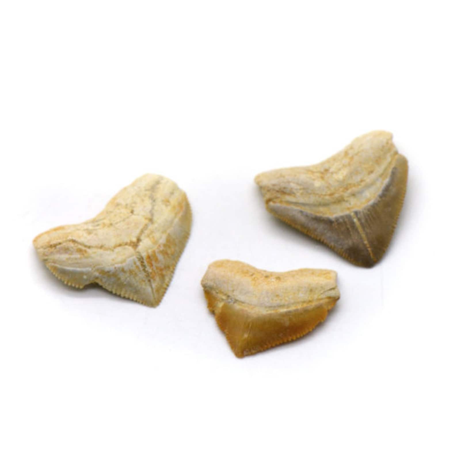 4 Large Real Shark Tooth Sharktooth Terrarium Supplies | Etsy