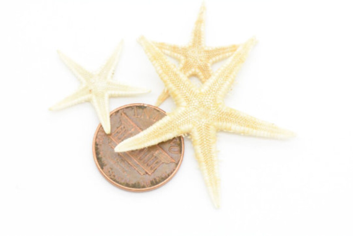 3 Pcs Real Dried Starfish Small Star Fish Terrarium Supplies Pendant ...