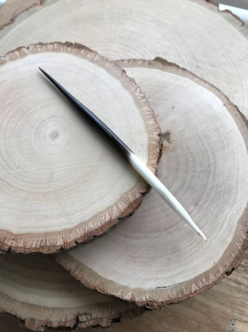 Real Porcupine Quill Terrarium Supplies Pendant Charm Nature - Etsy