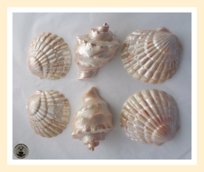 Chocolate Shells/beach Wedding/shell Chocolate Gift/ocean | Etsy