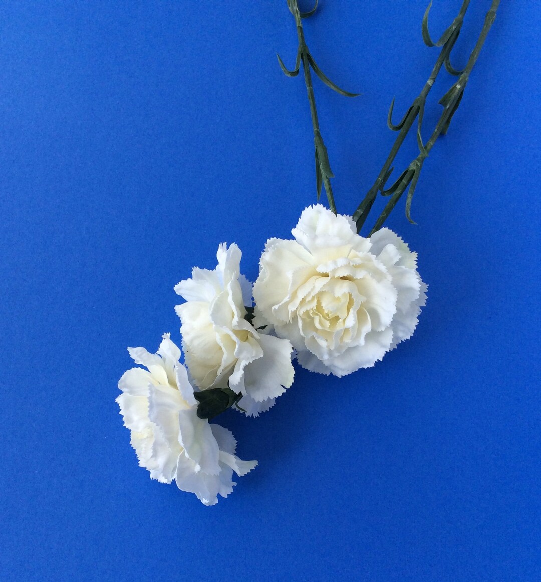 3 Cream White Real Touch Carnation Flowers Long Stem - Etsy