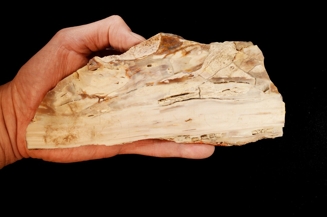 PETRIFIED WOOD 8" X 3 1/2" (sku 36 E) Lapidary Slab Rough Cabbing Slice ...