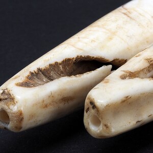 2 Columella Shell Beads. Early 20th C. Nagaland, India - Etsy