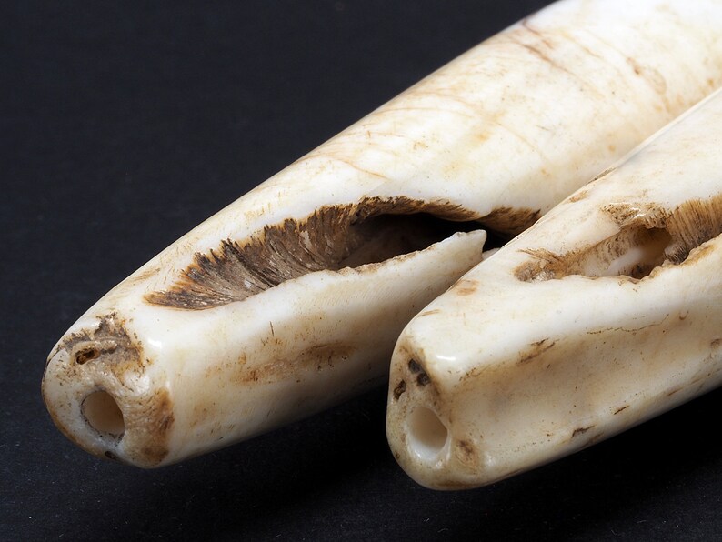 2 Columella Shell Beads. Early 20th C. Nagaland India - Etsy