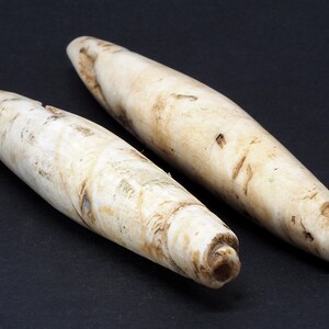 2 Columella Shell Beads. Early 20th C. Nagaland, India - Etsy