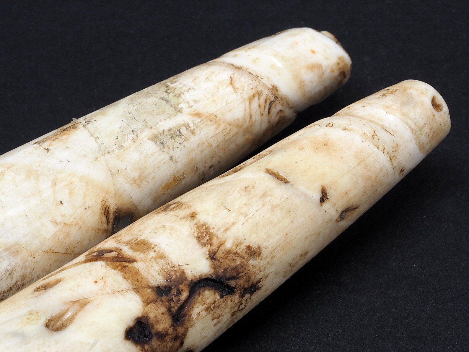 2 Columella Shell Beads. Early 20th C. Nagaland India - Etsy