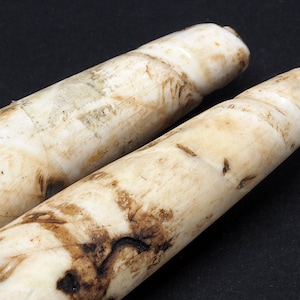2 Columella Shell Beads. Early 20th C. Nagaland, India - Etsy