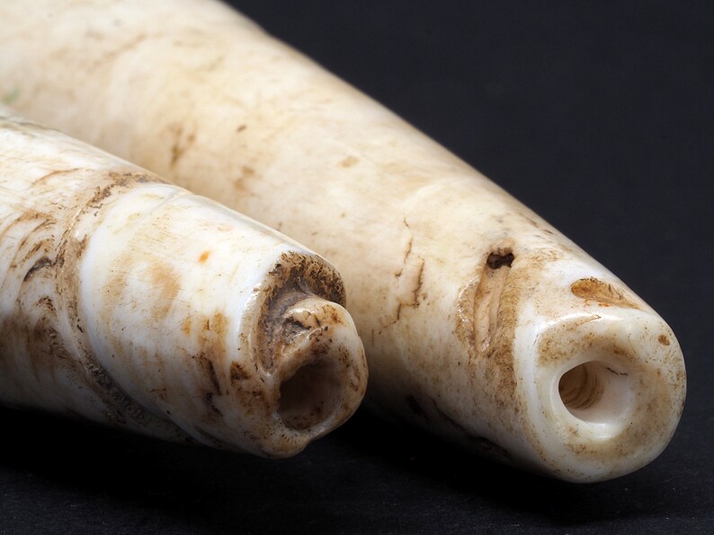 2 Columella Shell Beads. Early 20th C. Nagaland India - Etsy