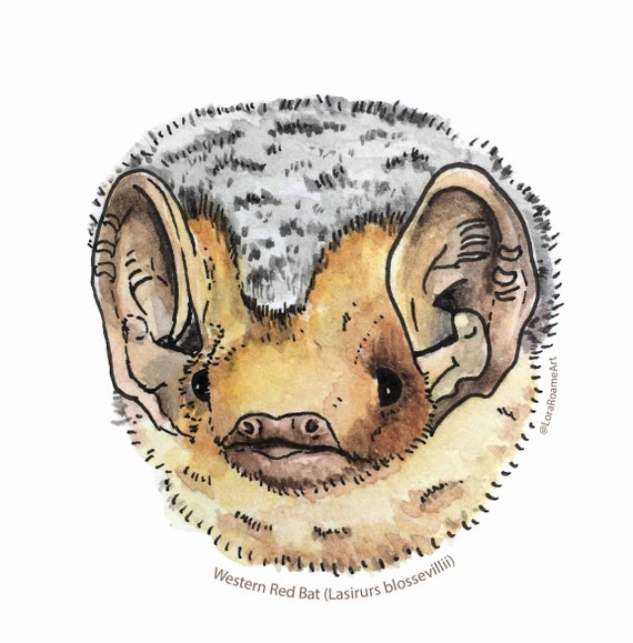 Western Red Bat Sticker Watercolor Sticker Design Water | Etsy