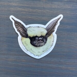 Fringed Myotis Bat Sticker Watercolor Sticker Design Water - Etsy