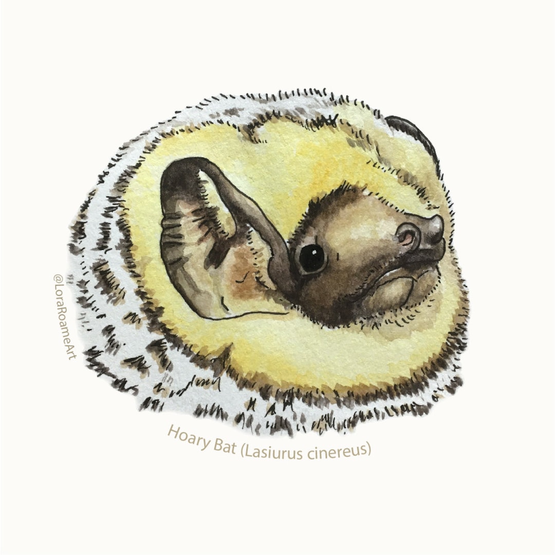 Hoary Bat Sticker- Bat Decal- Water Bottle Sticker- Laptop Sticker - Etsy