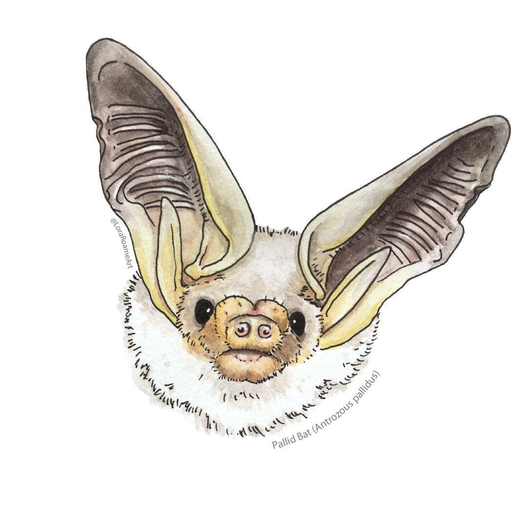Pallid Bat Sticker - Watercolor Sticker Design- Water Bottle Sticker ...