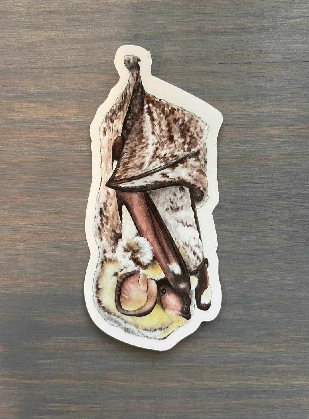 Hoary Bat Hanging Sticker- Watercolor Sticker Design- Water Bottle ...