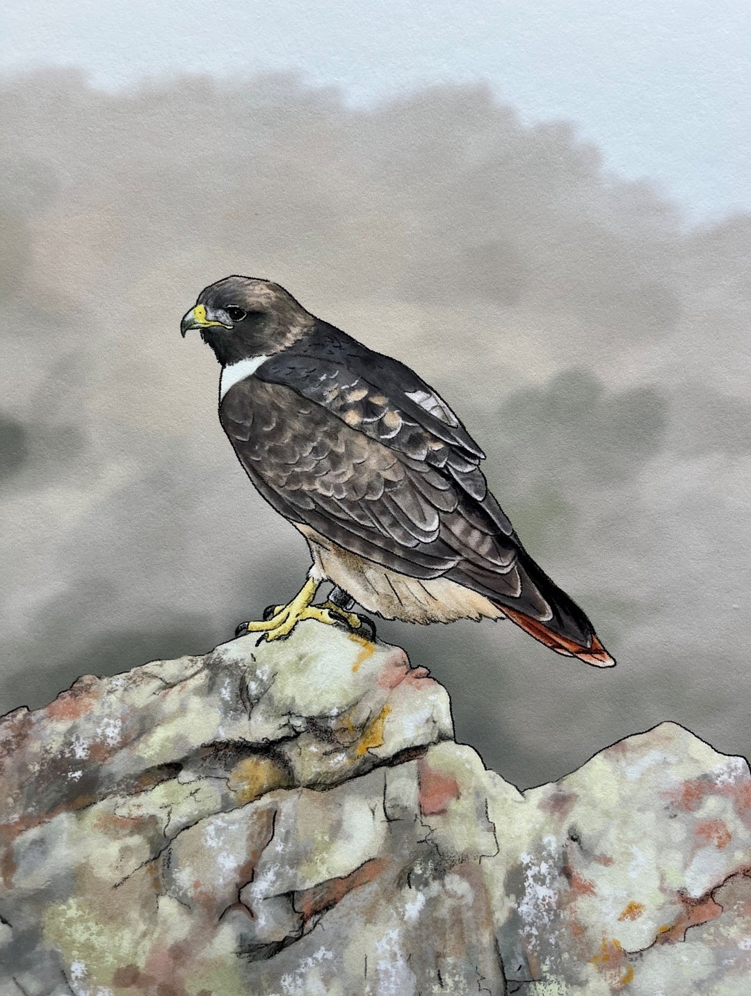 Red-tailed Hawk, Digital Art Print - Etsy