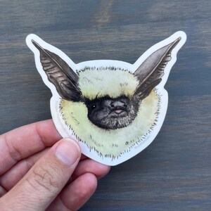 Fringed Myotis Bat Sticker Watercolor Sticker Design Water Bottle ...