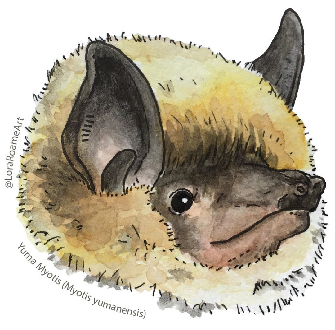 Yuma Myotis Sticker- Bat Sticker- Water Bottle Sticker- Laptop Sticker ...
