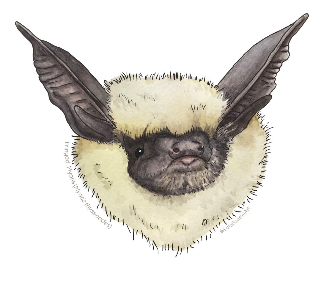 Fringed Myotis Bat Sticker- Watercolor Sticker Design- Water Bottle ...