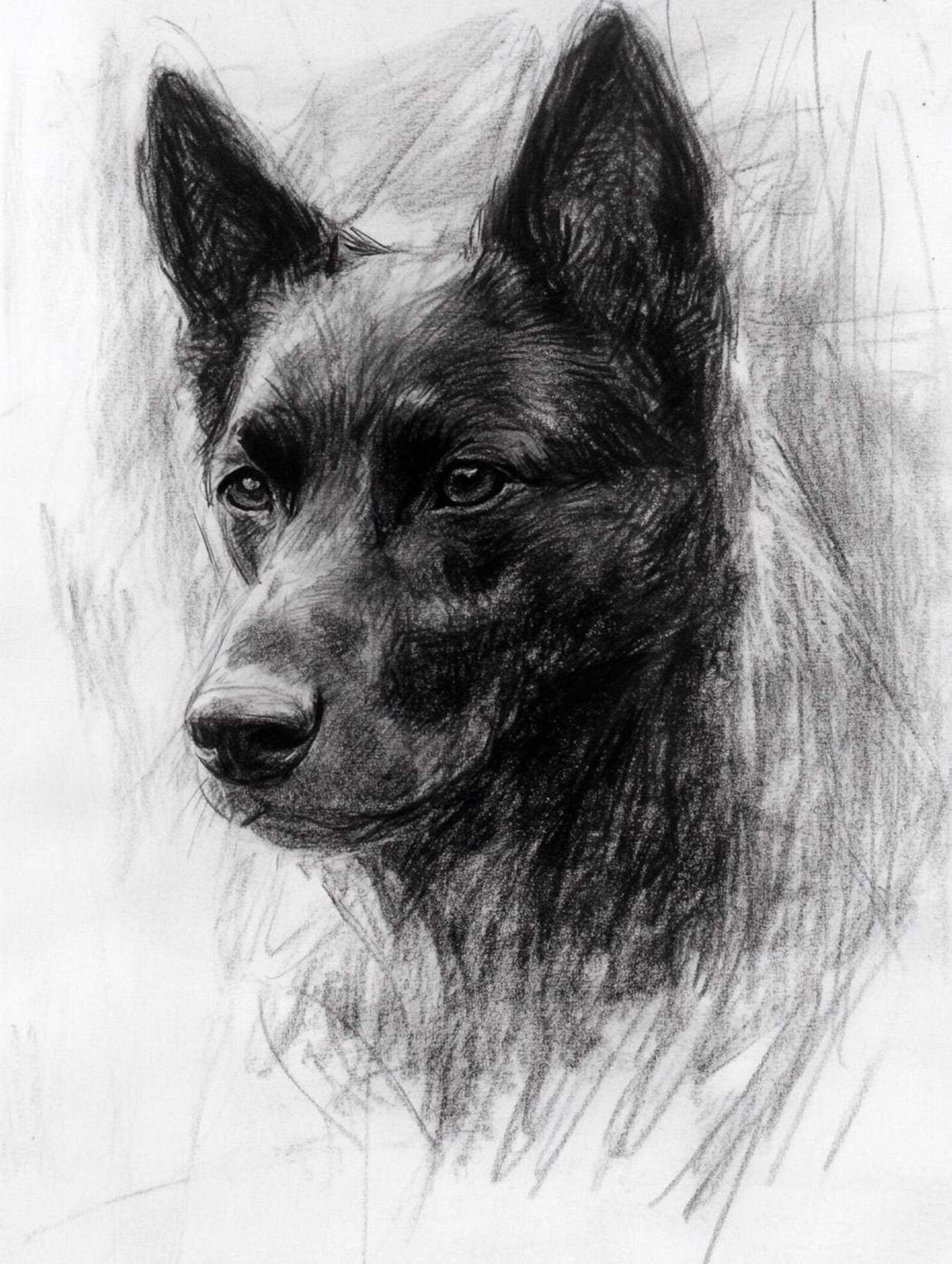 Charcoal Dog Portrait, Custom Portrait of Dog, Custom Charcoal Pet ...