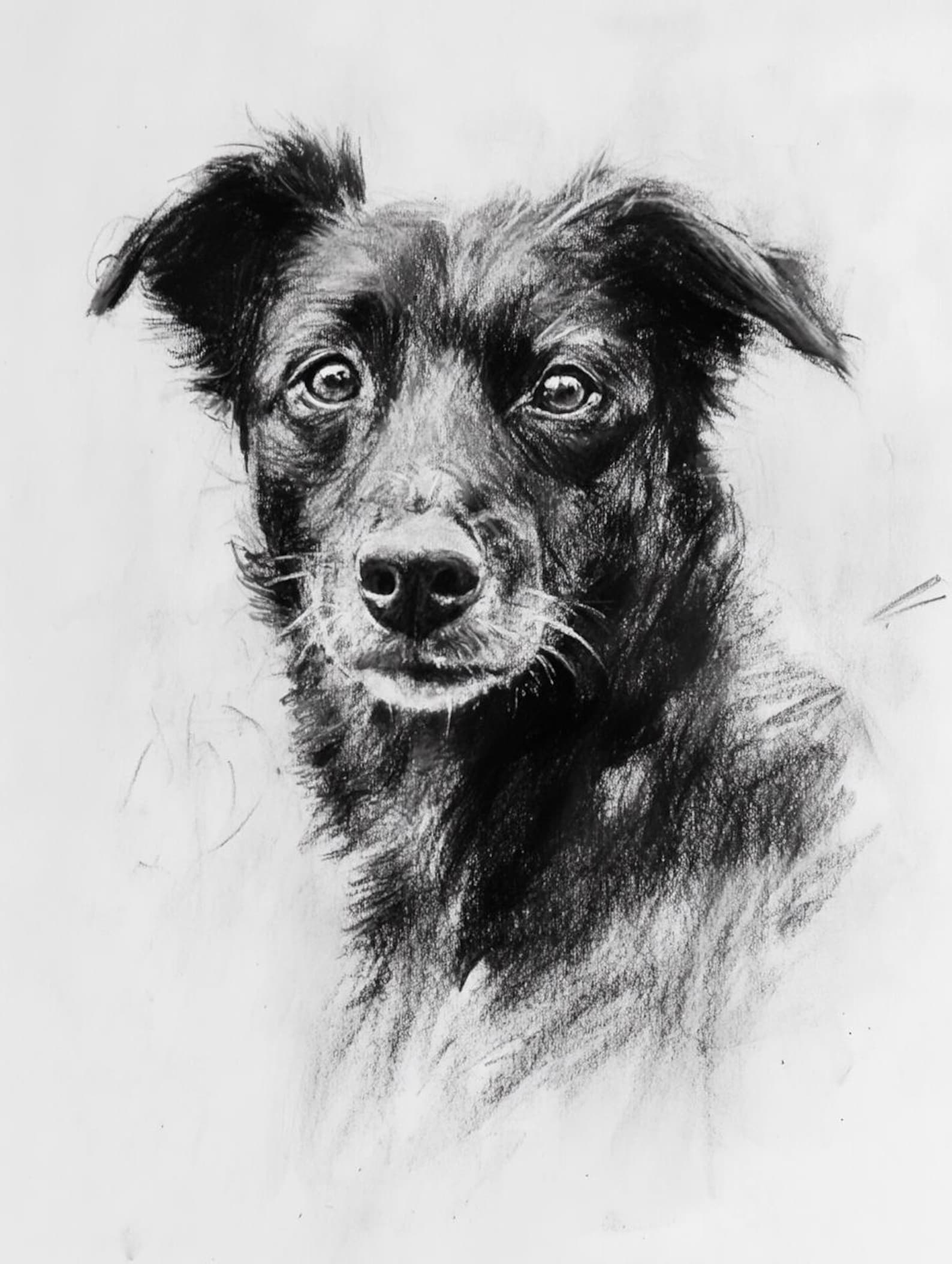 Charcoal Dog Portrait, Custom Portrait of Dog, Custom Charcoal Drawing ...