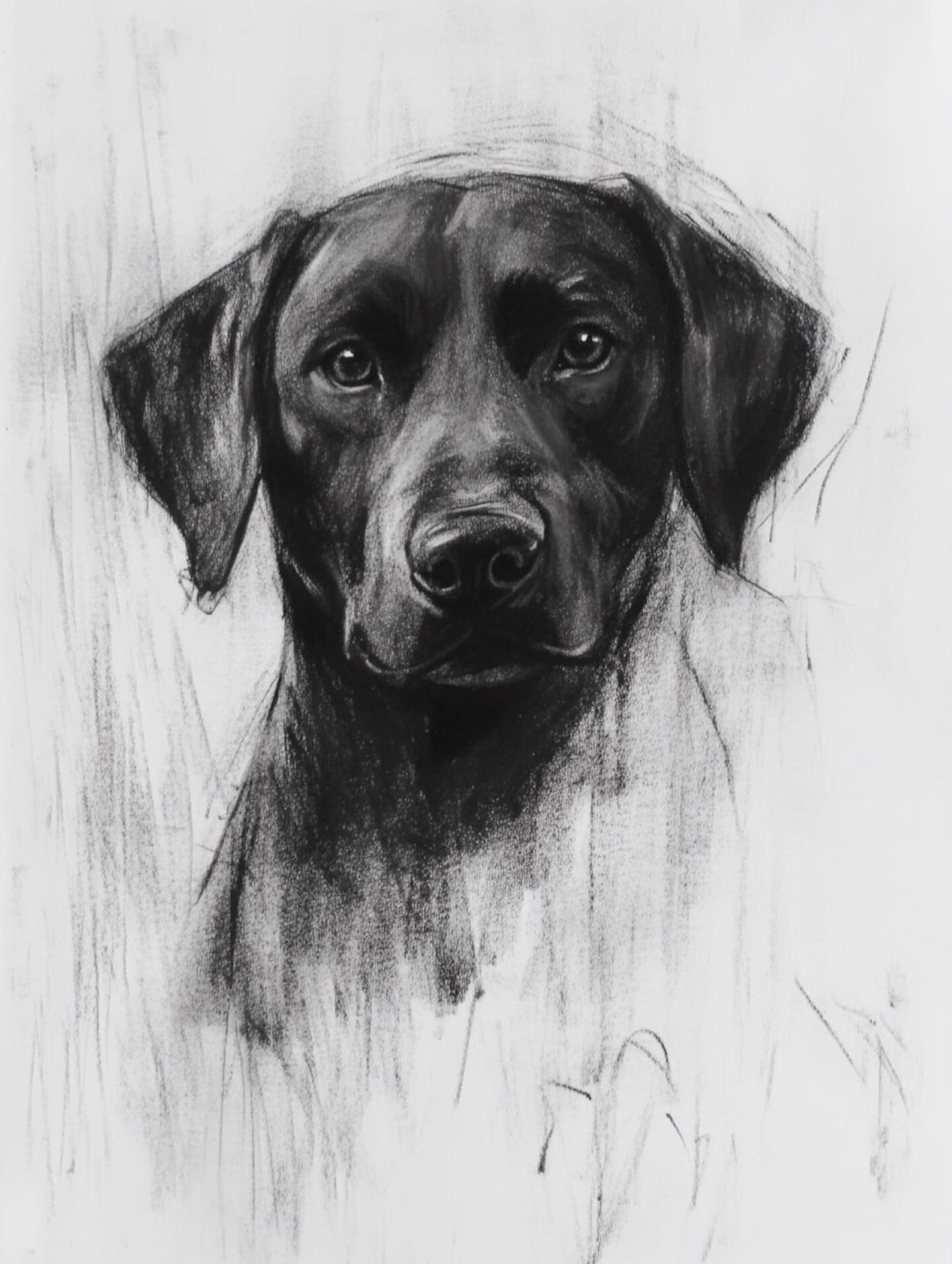 Charcoal Dog Portrait, Custom Portrait of Dog, Custom Charcoal Drawing ...