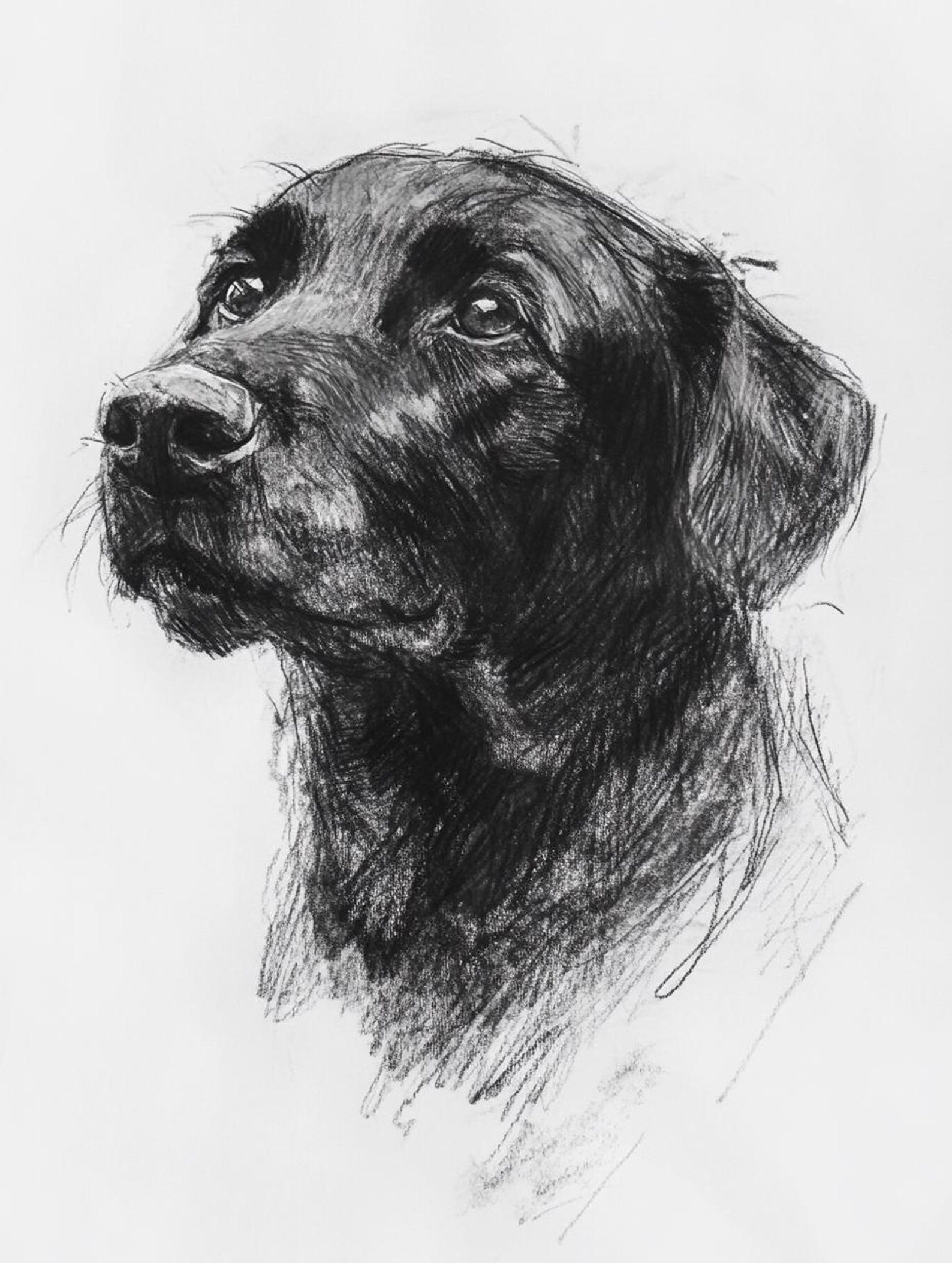 Charcoal Dog Portrait, Custom Portrait of Dog, Custom Charcoal Drawing ...