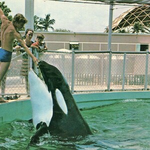 Postcard A FLORIDA SCENIC Card #sq82 Hugo the Killer Whale Vintage #P ...