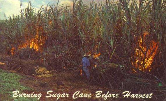 Burning Sugar Cane Fields