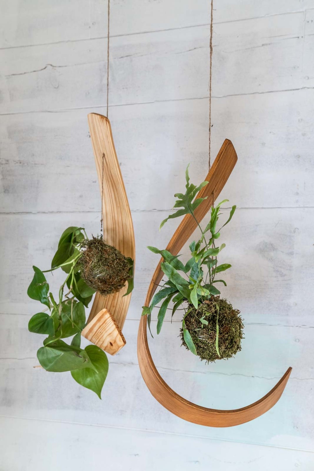 Kokedama Bonsai Ball Hook, Indoor Hanging Planter, Modern Plant Display ...