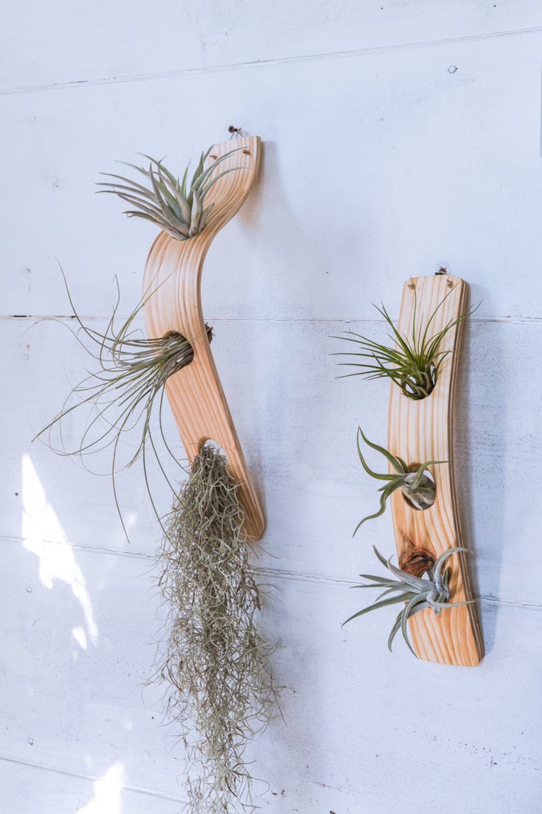 Large Vertical Air Plant Display Combo, Air Plant Wall , Air Plant ...