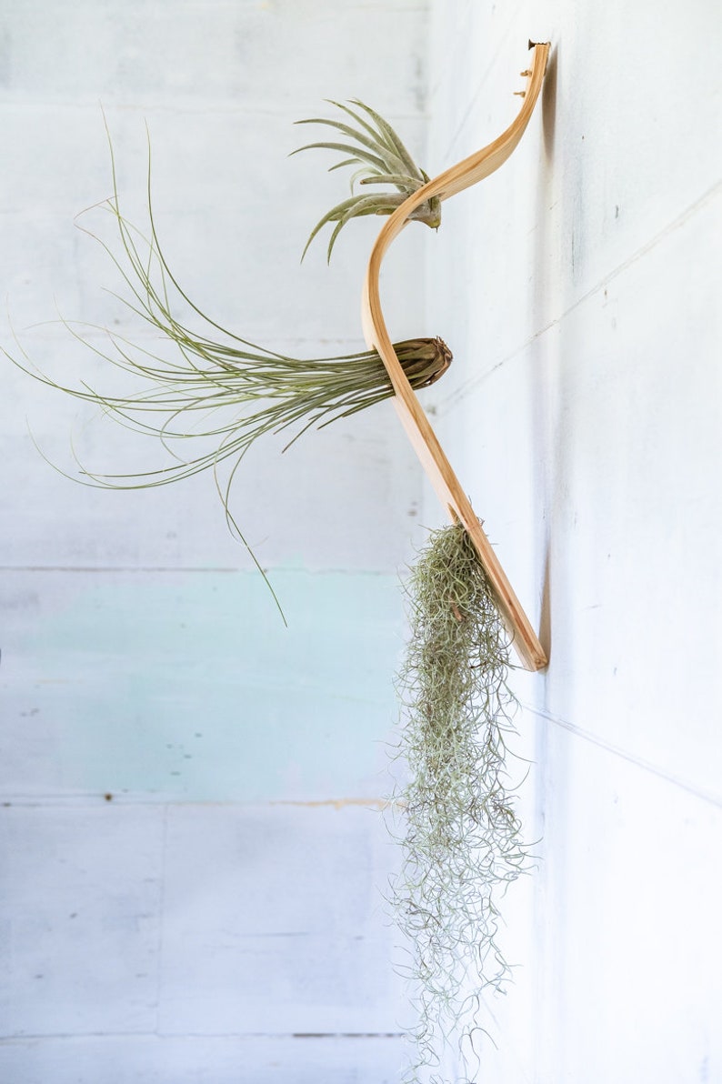 Waterfall Wave Vertical Air Plant Hanger, Air Plant Display, Large Wave ...