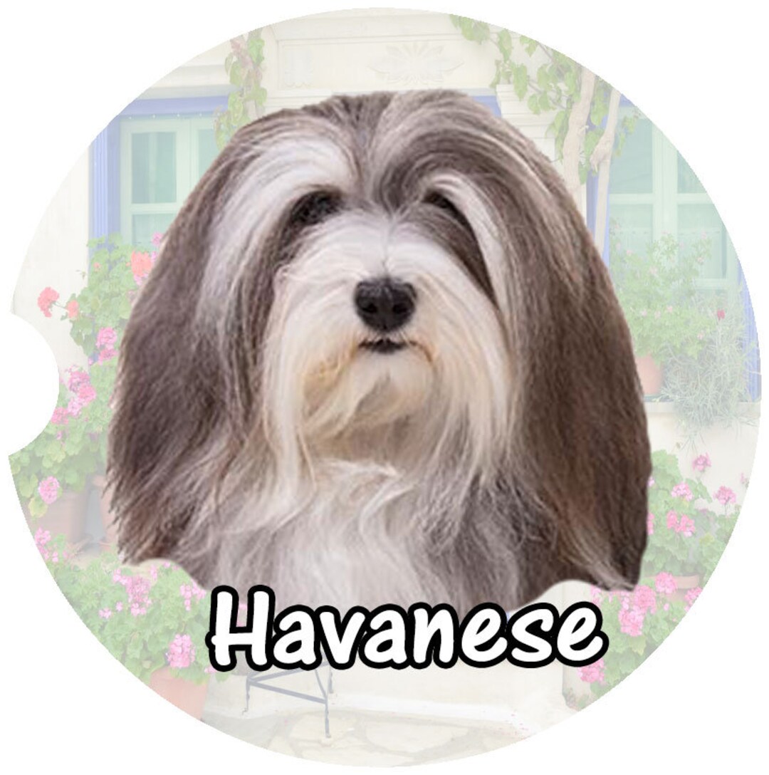 Havanese Car Coasters: Sandstone Absorbent Cup Holder - Dog Lover Gift ...