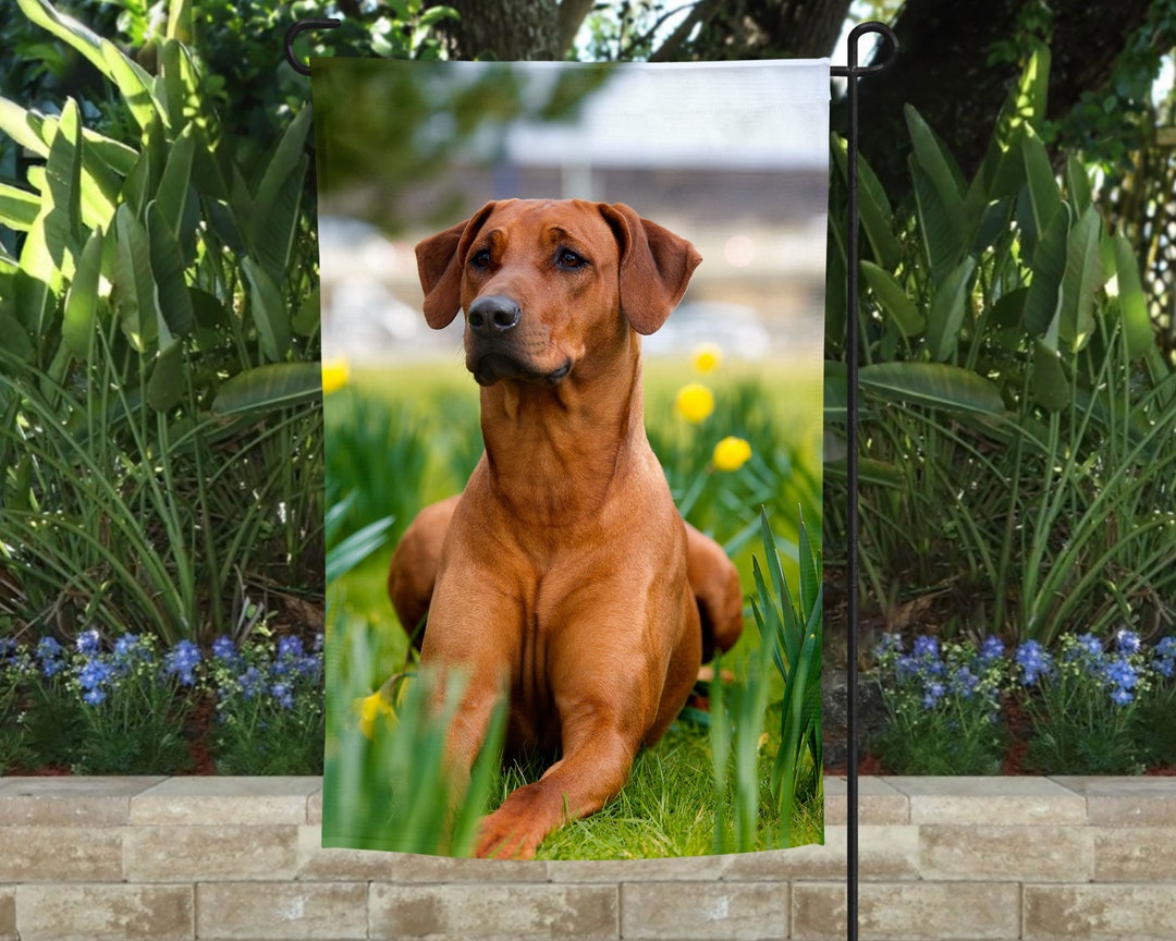 Rhodesian Ridgeback Garden Flag: Double-Sided Yard Decor (12x18 ...