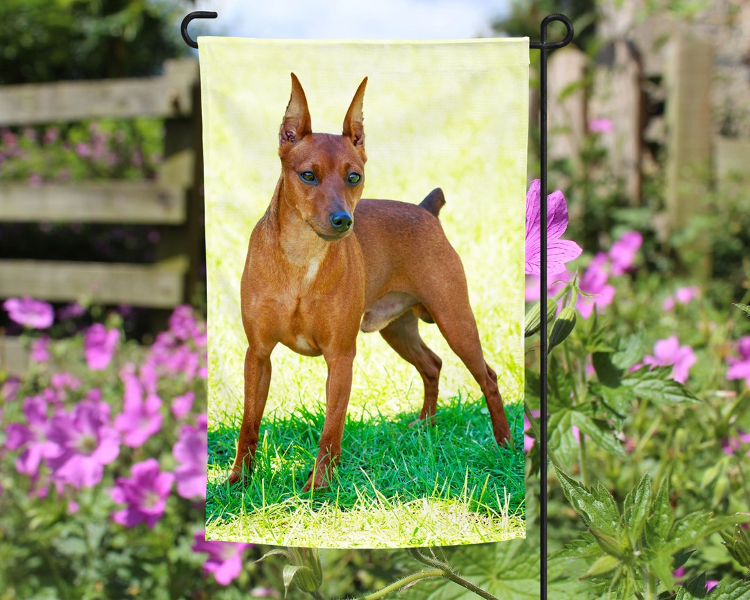 Miniature Pinscher Garden Flag, Garden Flag, Yard Flag, Yard Decor ...