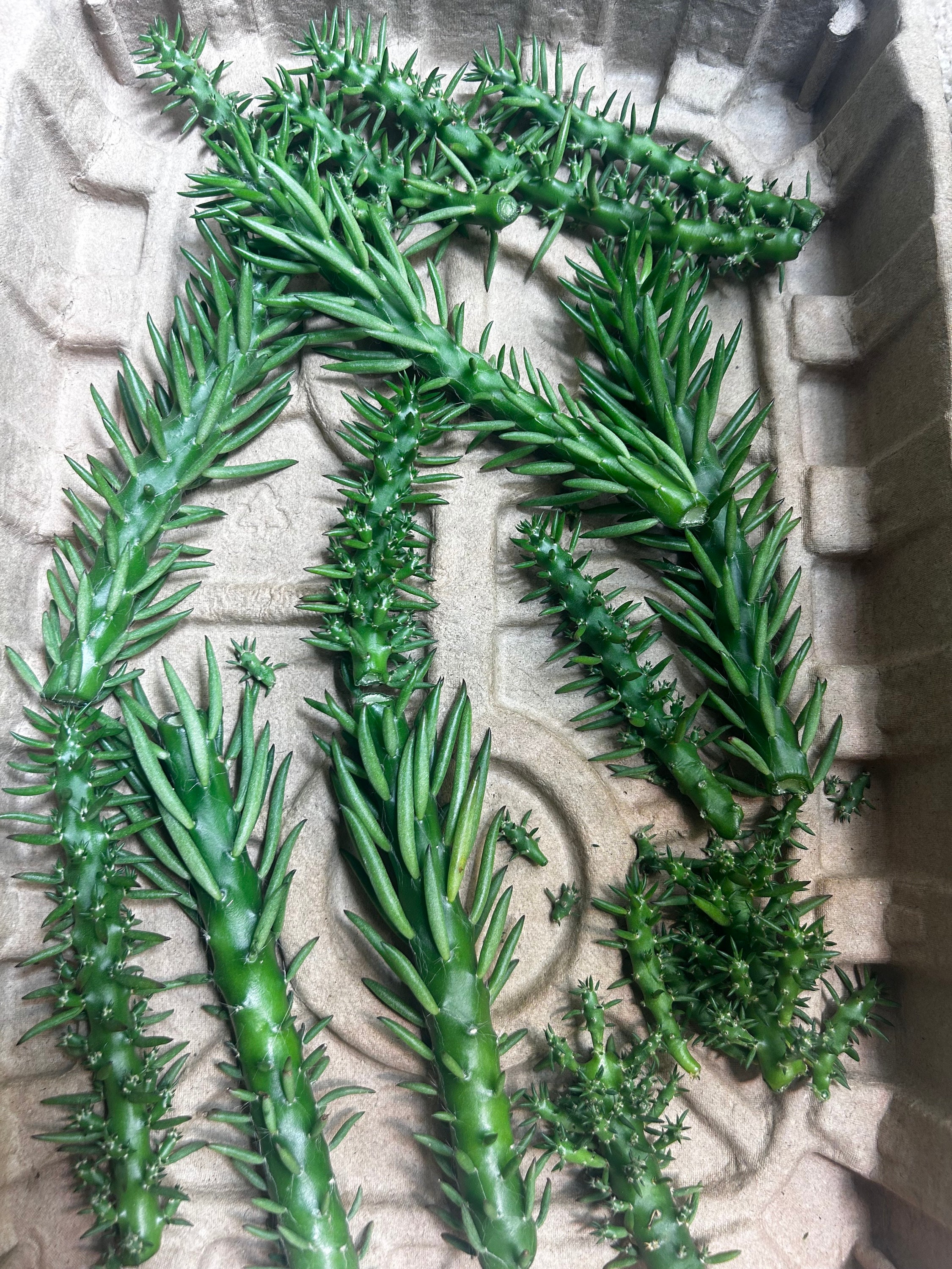 BOGO! Eve's Pin Cactus/ Eve's Needle Cacti--live Cactus Plant-bare Root ...