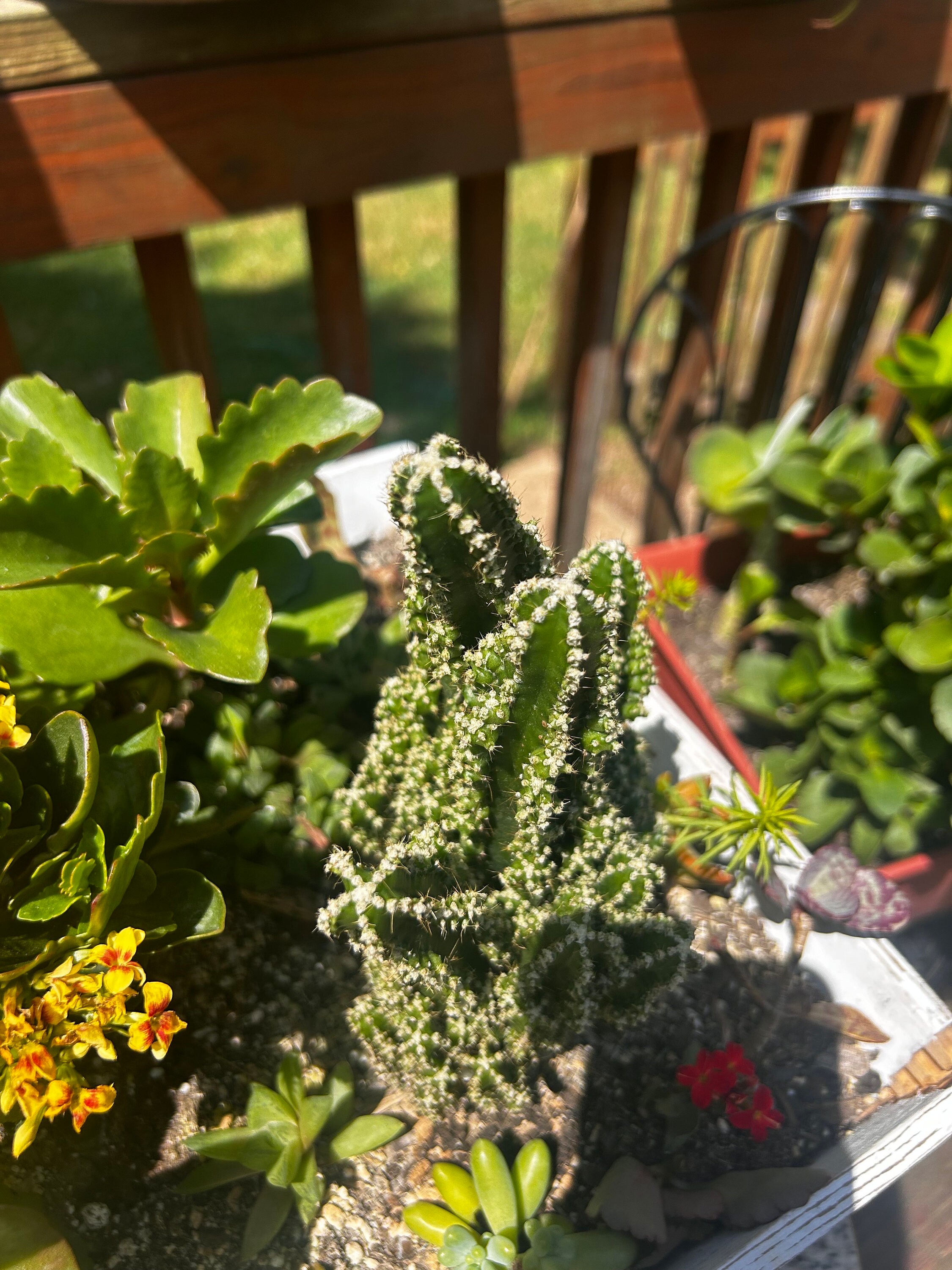 Fairytale Cacti (cereus Tetragonus) Healthy Cactus Shipped Rooted or ...