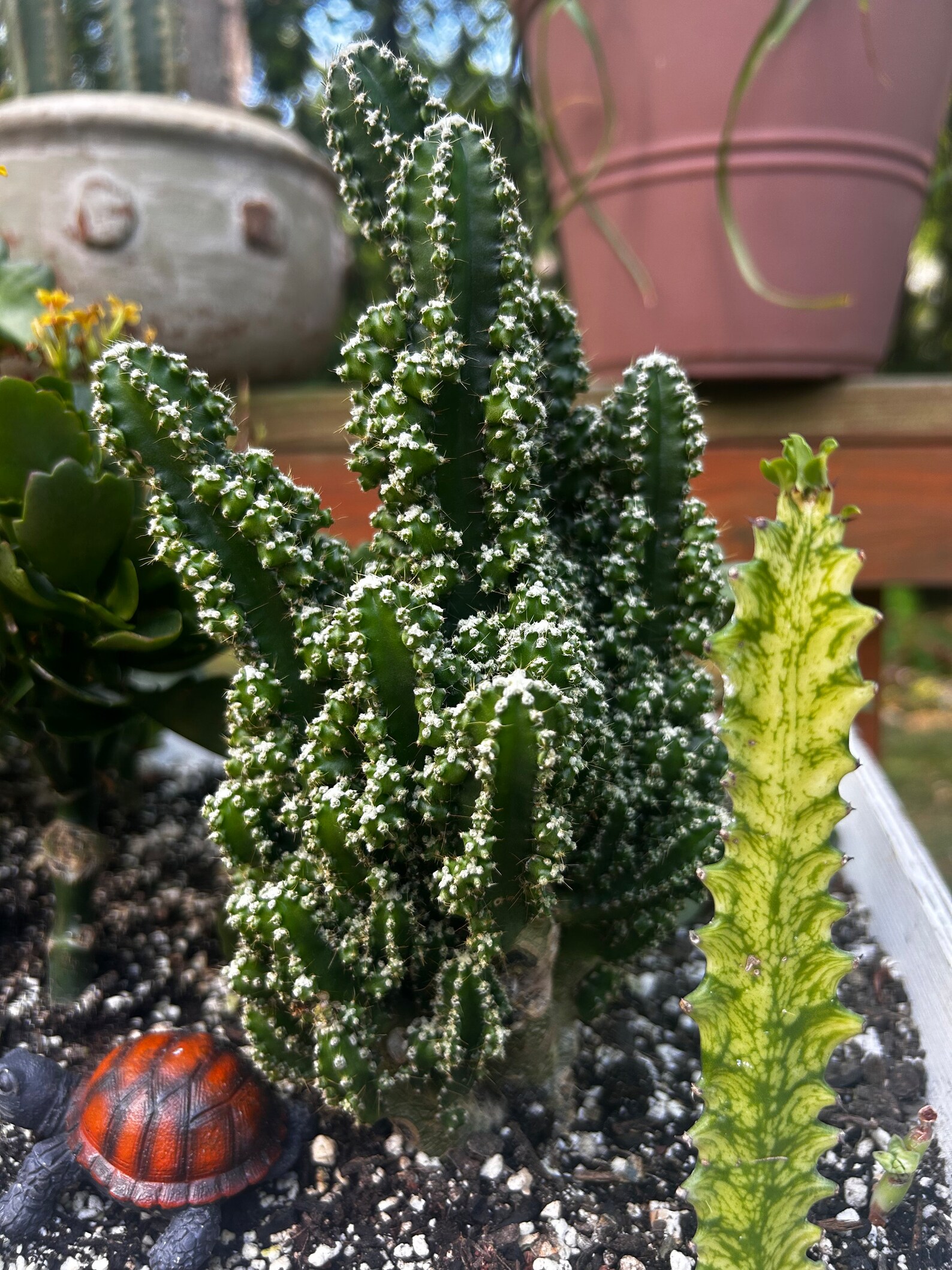 Fairytale Cacti (cereus Tetragonus) Healthy Cactus Shipped Rooted or ...