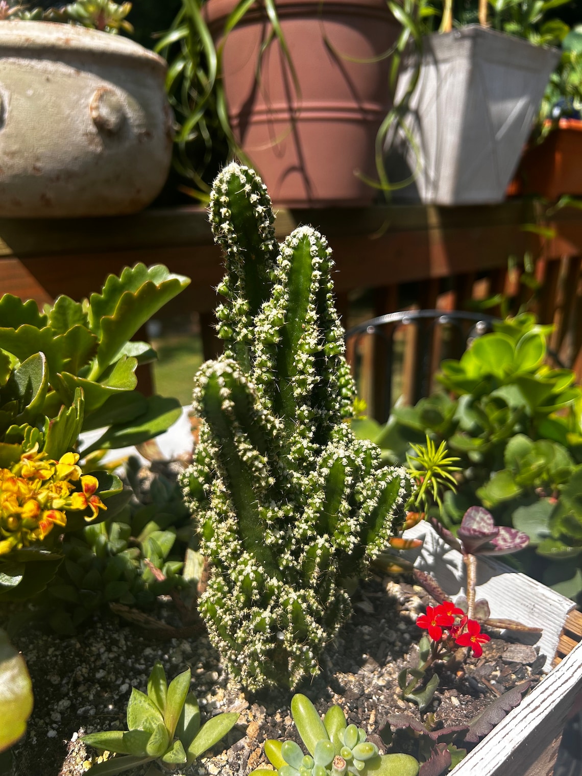Fairytale Cacti (cereus Tetragonus) Healthy Cactus Shipped Rooted or ...