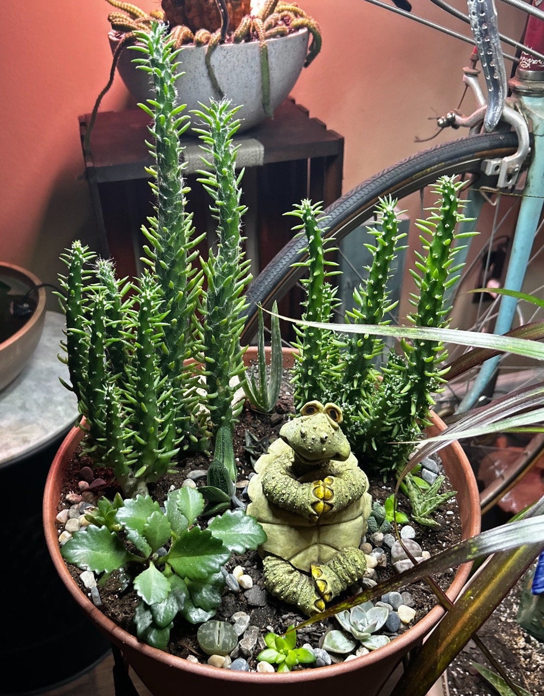 BOGO! Eve's Pin Cactus/ Eve's Needle Cacti--live Cactus Plant-bare Root ...