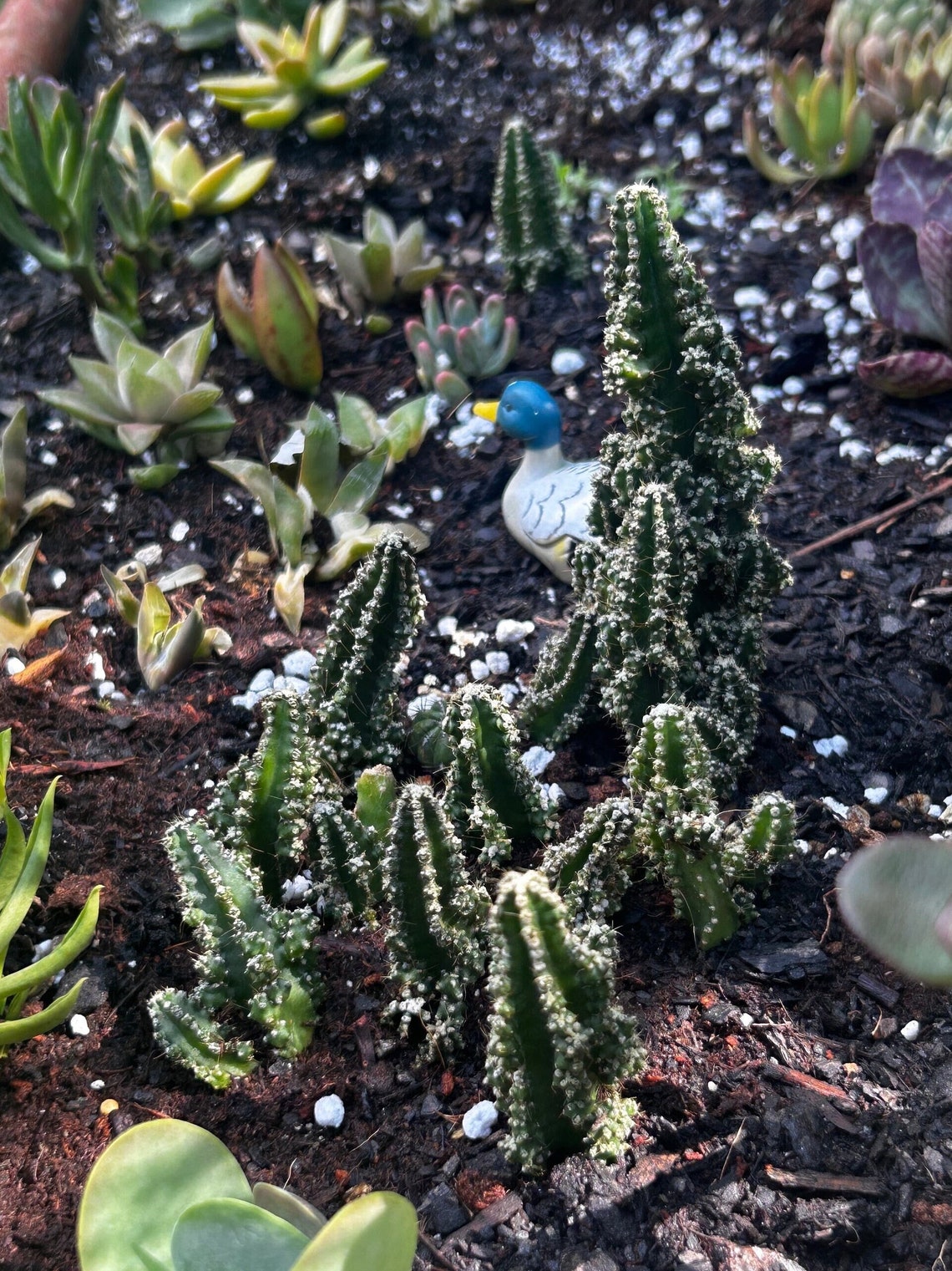 Fairytale Cacti (cereus Tetragonus) Healthy Cactus Shipped Rooted or ...
