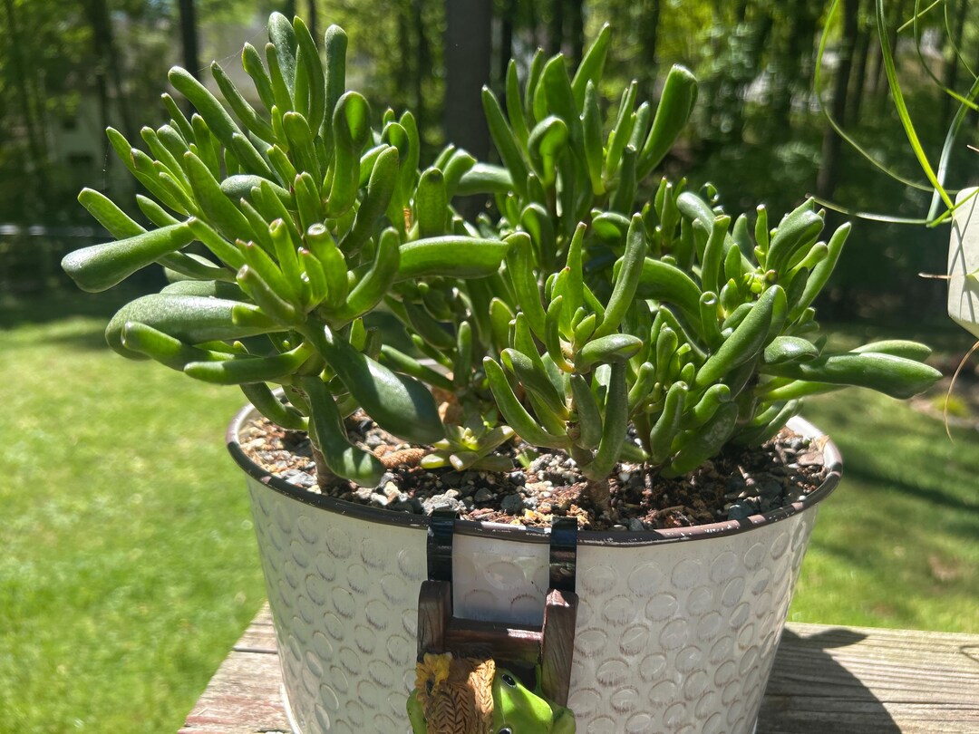 Gollum Jade- Crassula (AKA Finger Jade, Et's Fingers, Shrek Ears, Rare ...