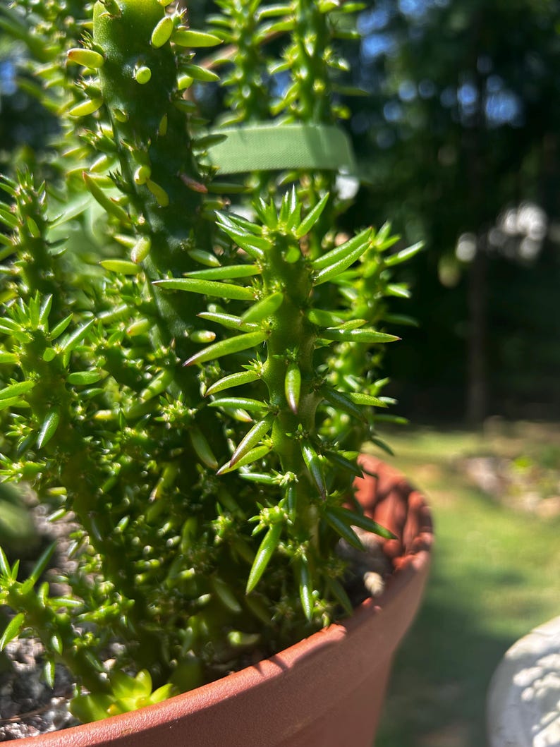 BOGO! Eve's Pin Cactus/ Eve's Needle Cacti--live Cactus Plant-bare Root ...