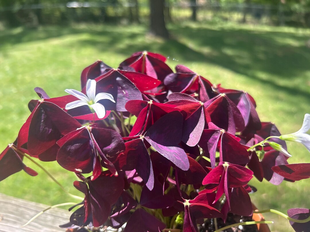 Spring Bulbs! Ready to Grow!purple Oxalis Bulbs-organic Oxalis Corms ...