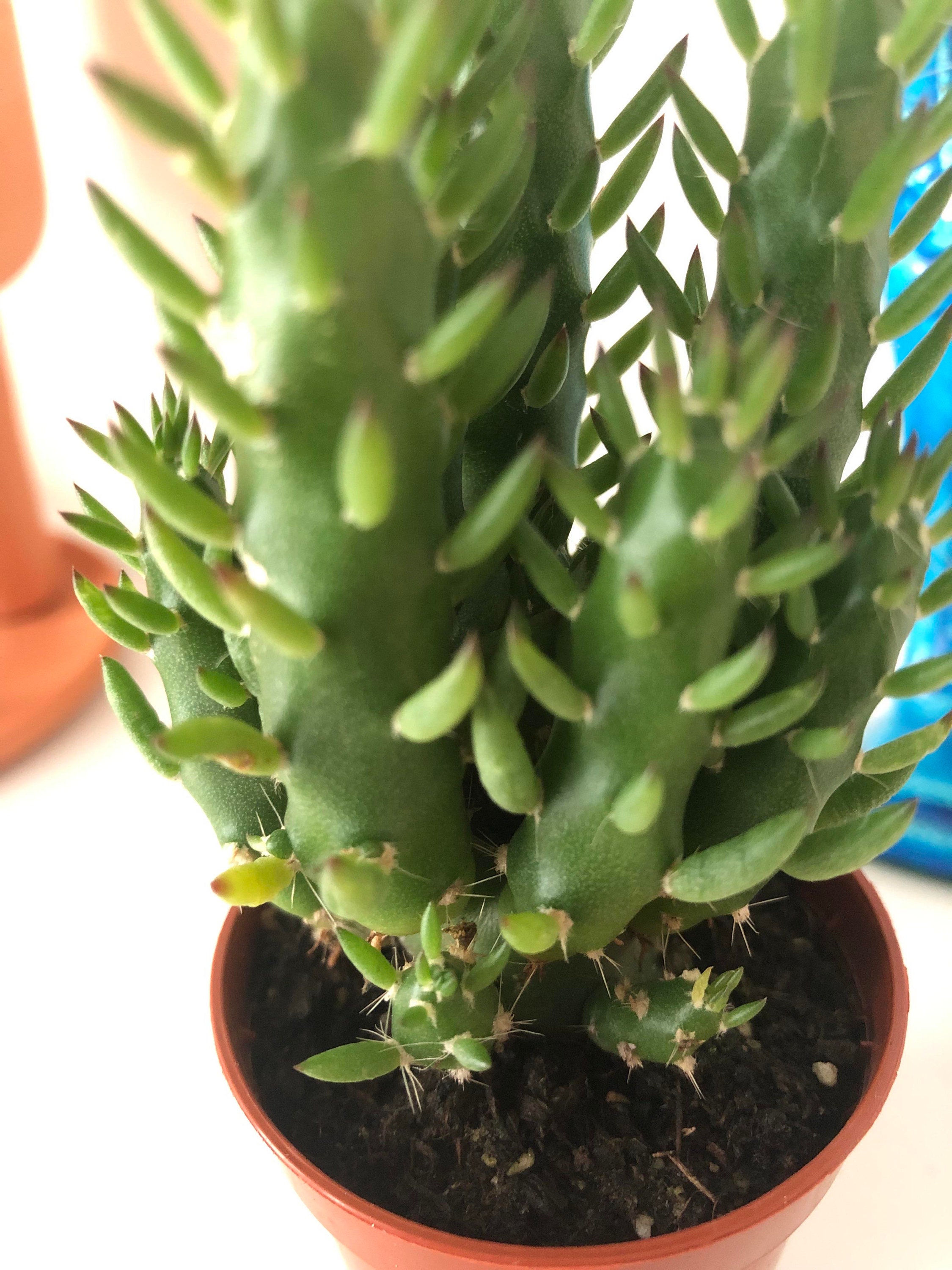 BOGO! Eve's Pin Cactus/ Eve's Needle Cacti--live Cactus Plant-bare Root ...