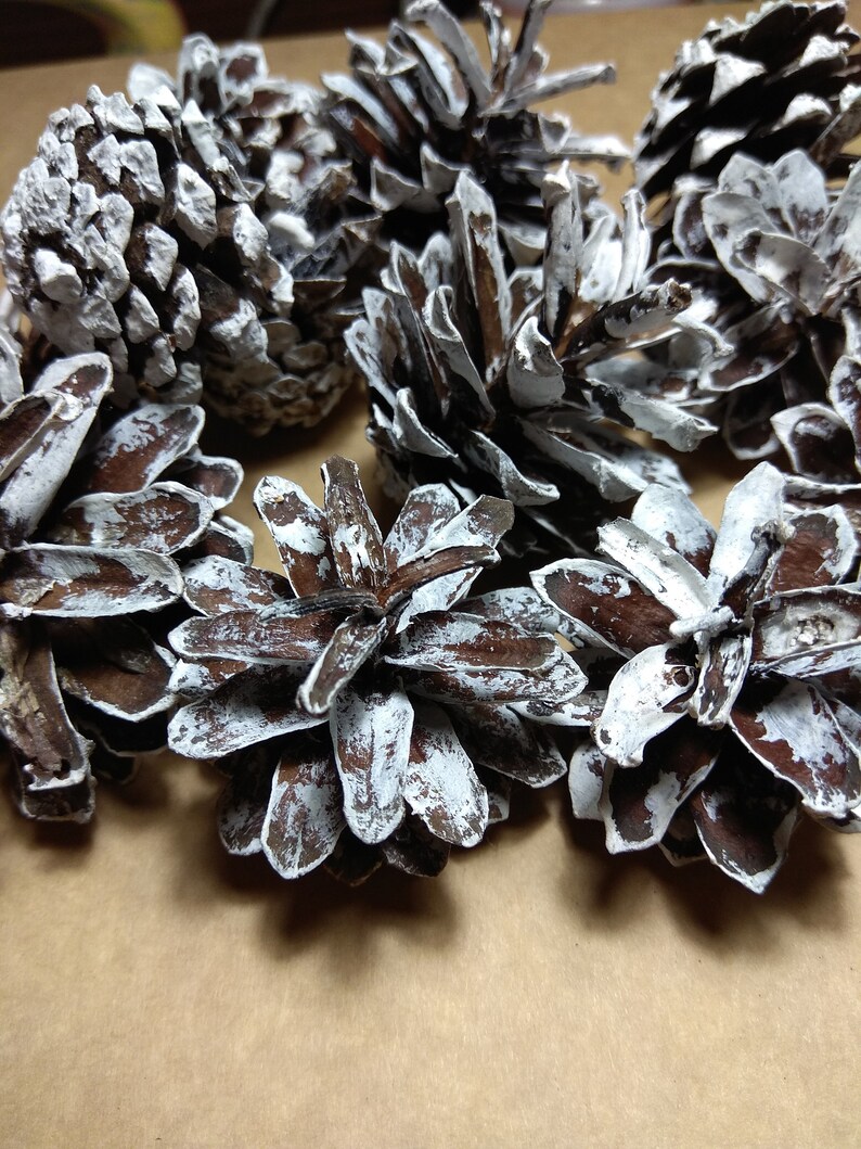Painted pinecone white tipped pinecones natural pine cones | Etsy